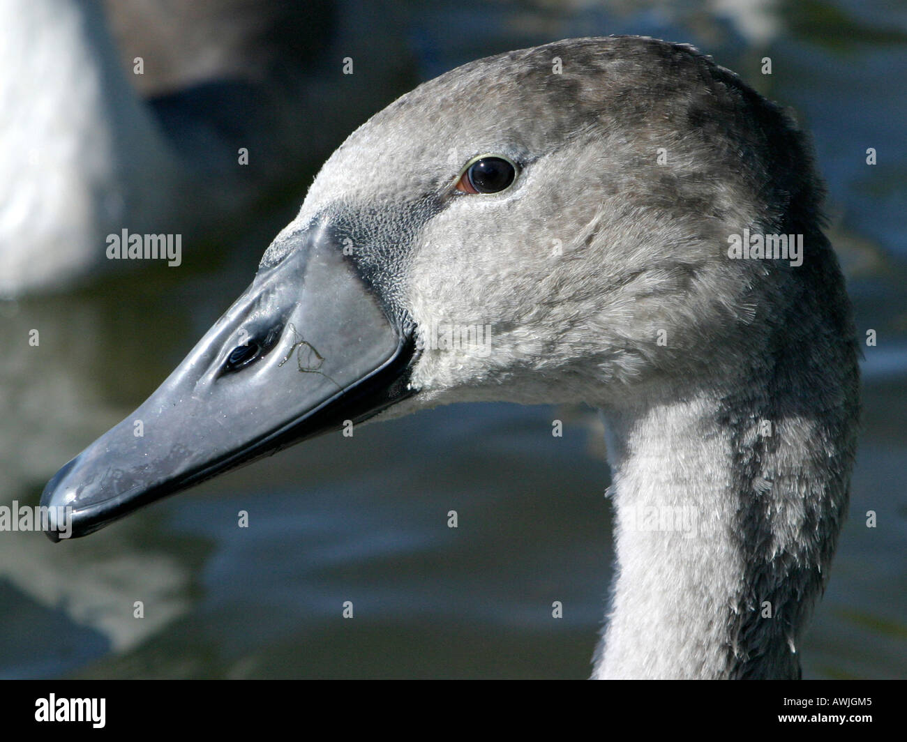 A head of a young cygnet Stock Photo - Alamy