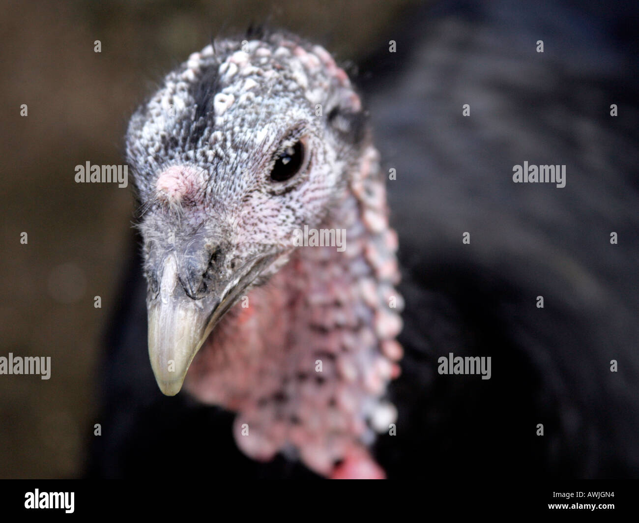 A head of a turkey Stock Photo - Alamy