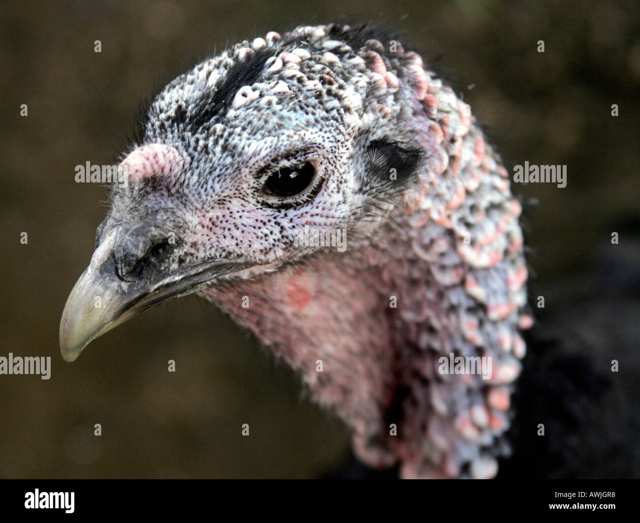 Strange and ugly head hi-res stock photography and images - Alamy