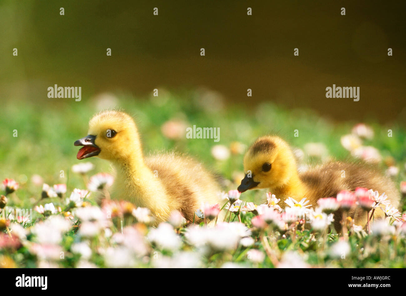 2 gooses hi-res stock photography and images - Alamy