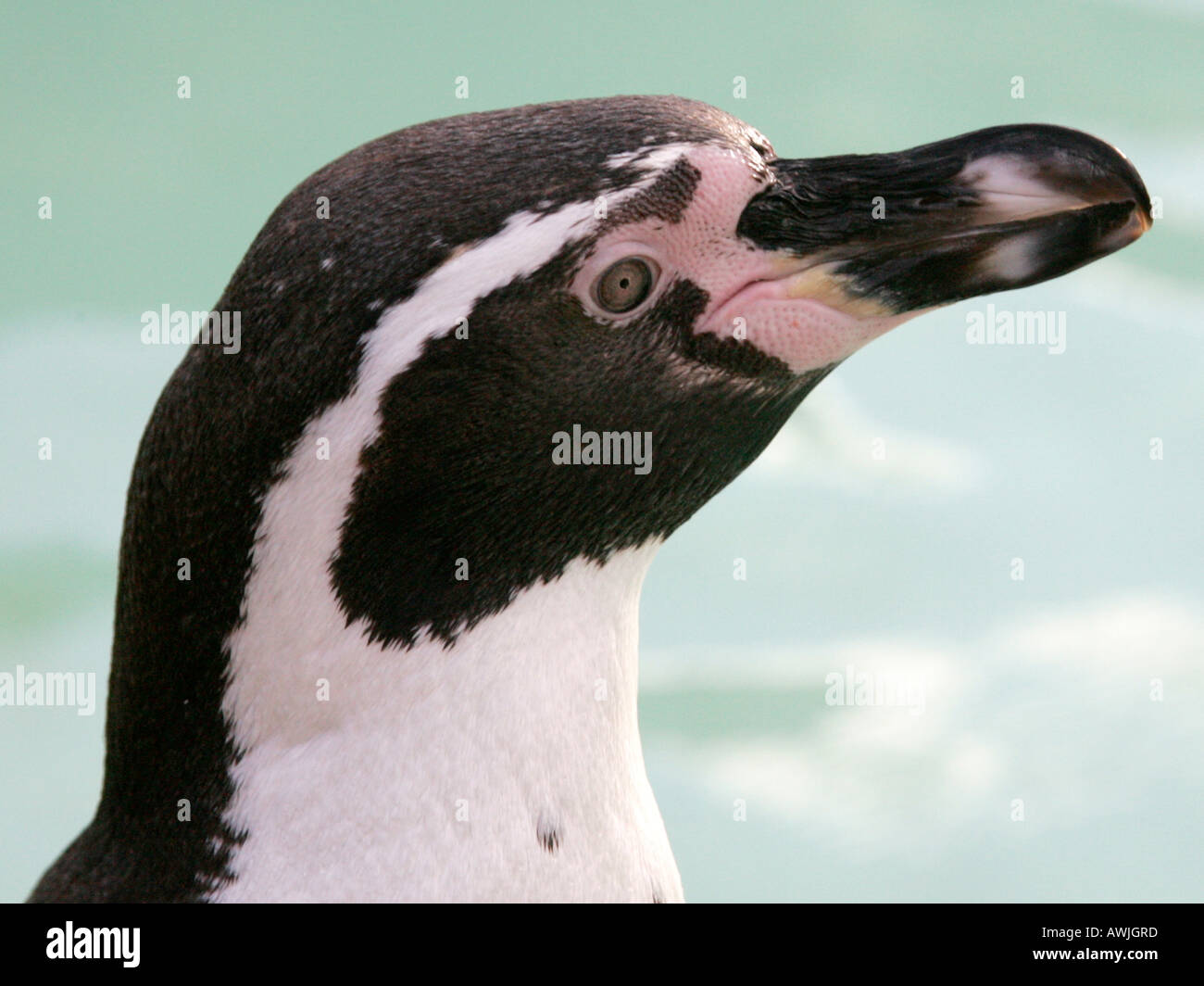 Penguin headshot hi-res stock photography and images - Alamy