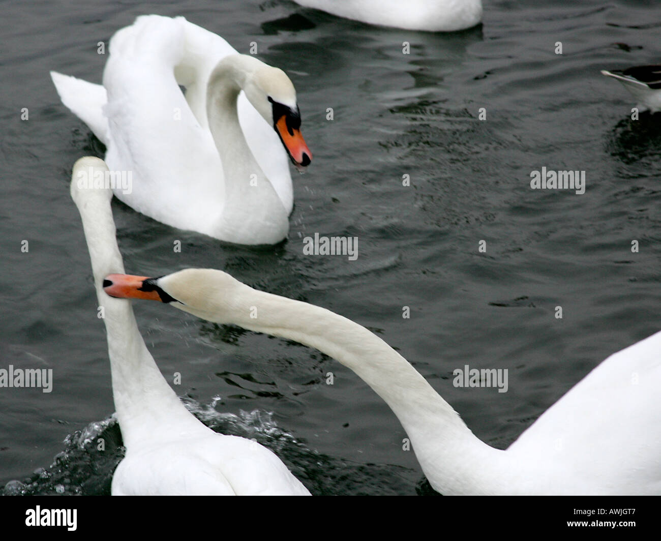 Attacking a swan hi-res stock photography and images - Alamy