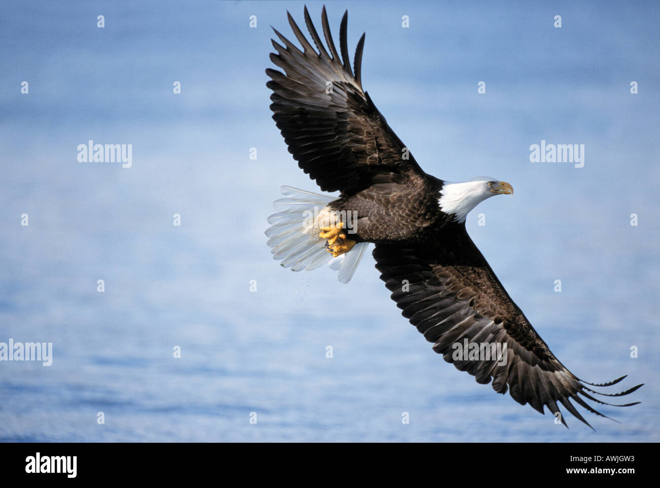 Bald Eagle (Haliaeetus leucocephalus). Adult in flight Stock Photo - Alamy