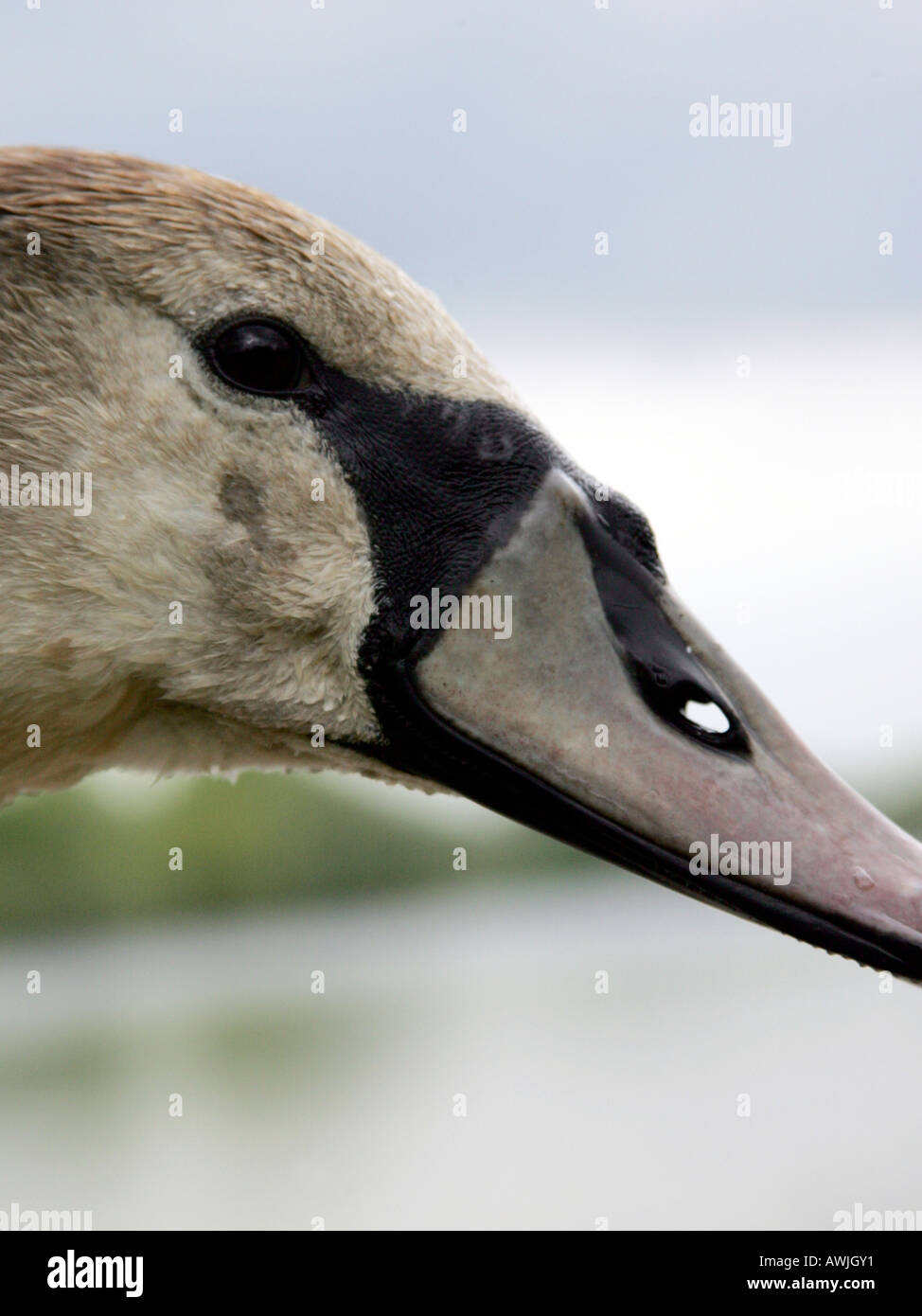 Cygnet face hi-res stock photography and images - Alamy