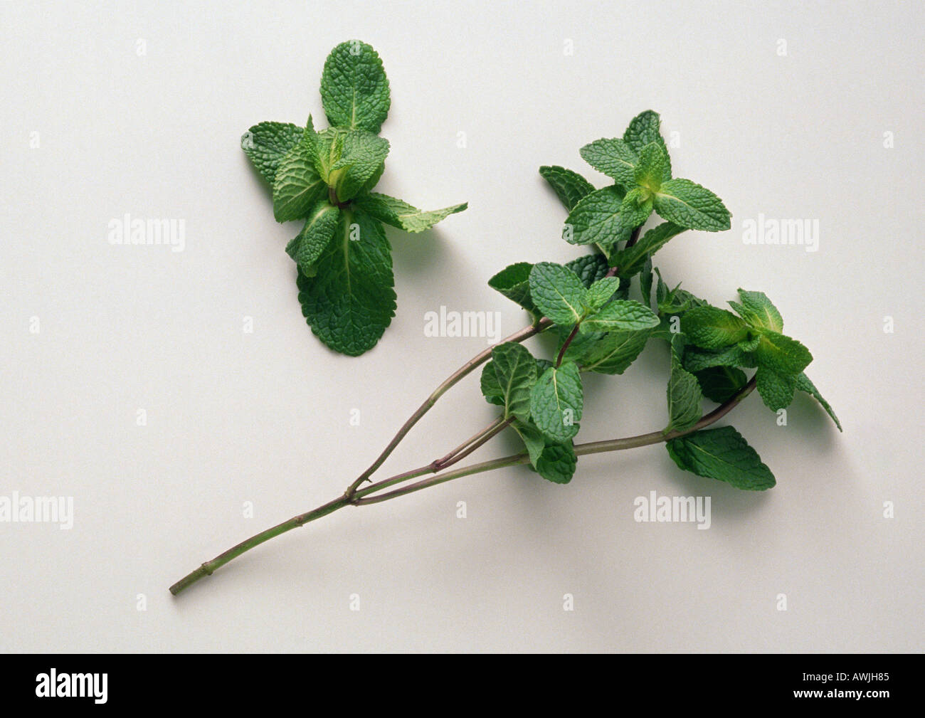 Smells of mint hi-res stock photography and images - Alamy