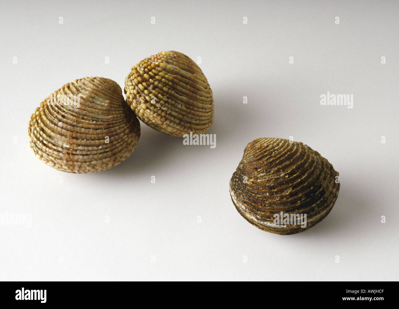 Clam images hi-res stock photography and images - Alamy