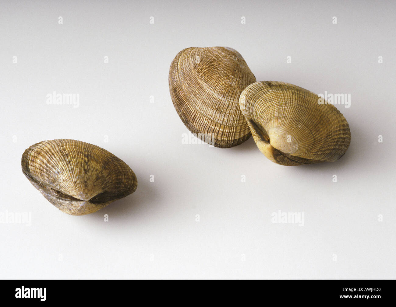 Clam images hi-res stock photography and images - Alamy