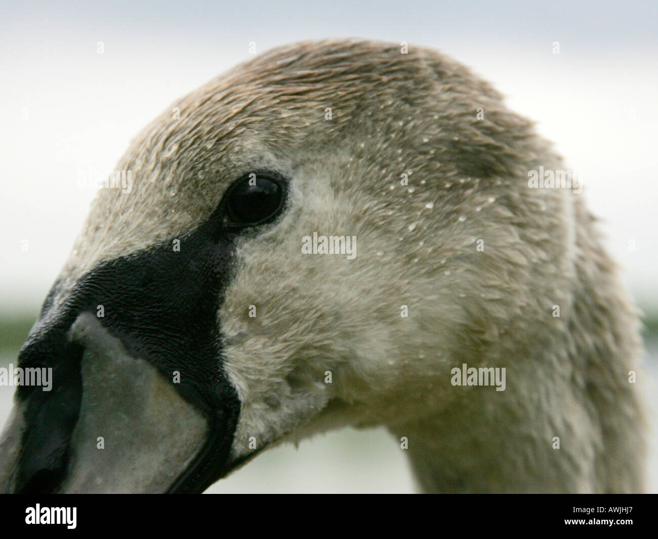 Swans eye hi-res stock photography and images - Alamy