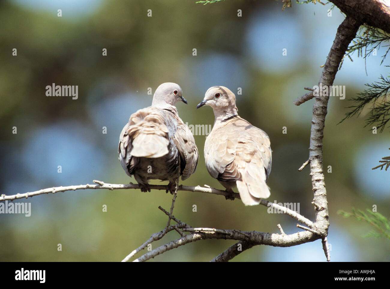 Dove standing twigs of tree hi-res stock photography and images - Alamy