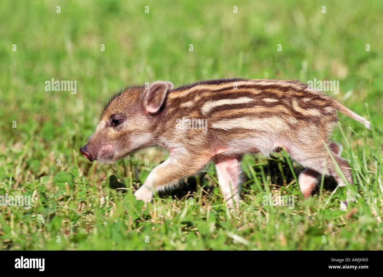 wild boar - shoat walking on meadow / Sus scrofa Stock Photo - Alamy