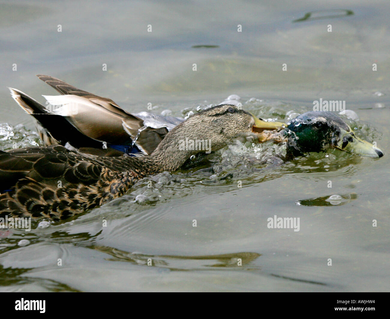 A female mallard attacking a male mallard Stock Photo - Alamy