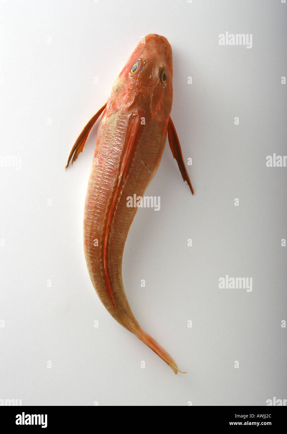 Red mullet on white background, high angle view Stock Photo - Alamy