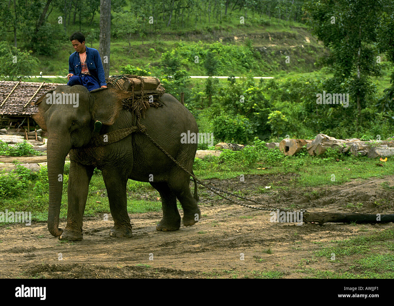 Elephant pulling log hi-res stock photography and images - Alamy