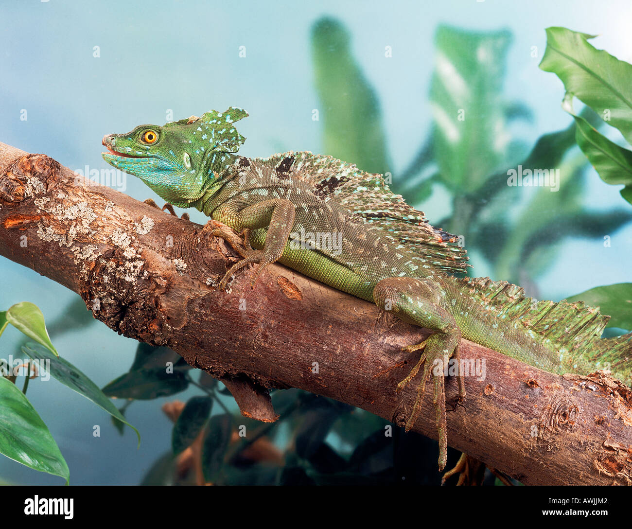 Basiliscus hi-res stock photography and images - Alamy