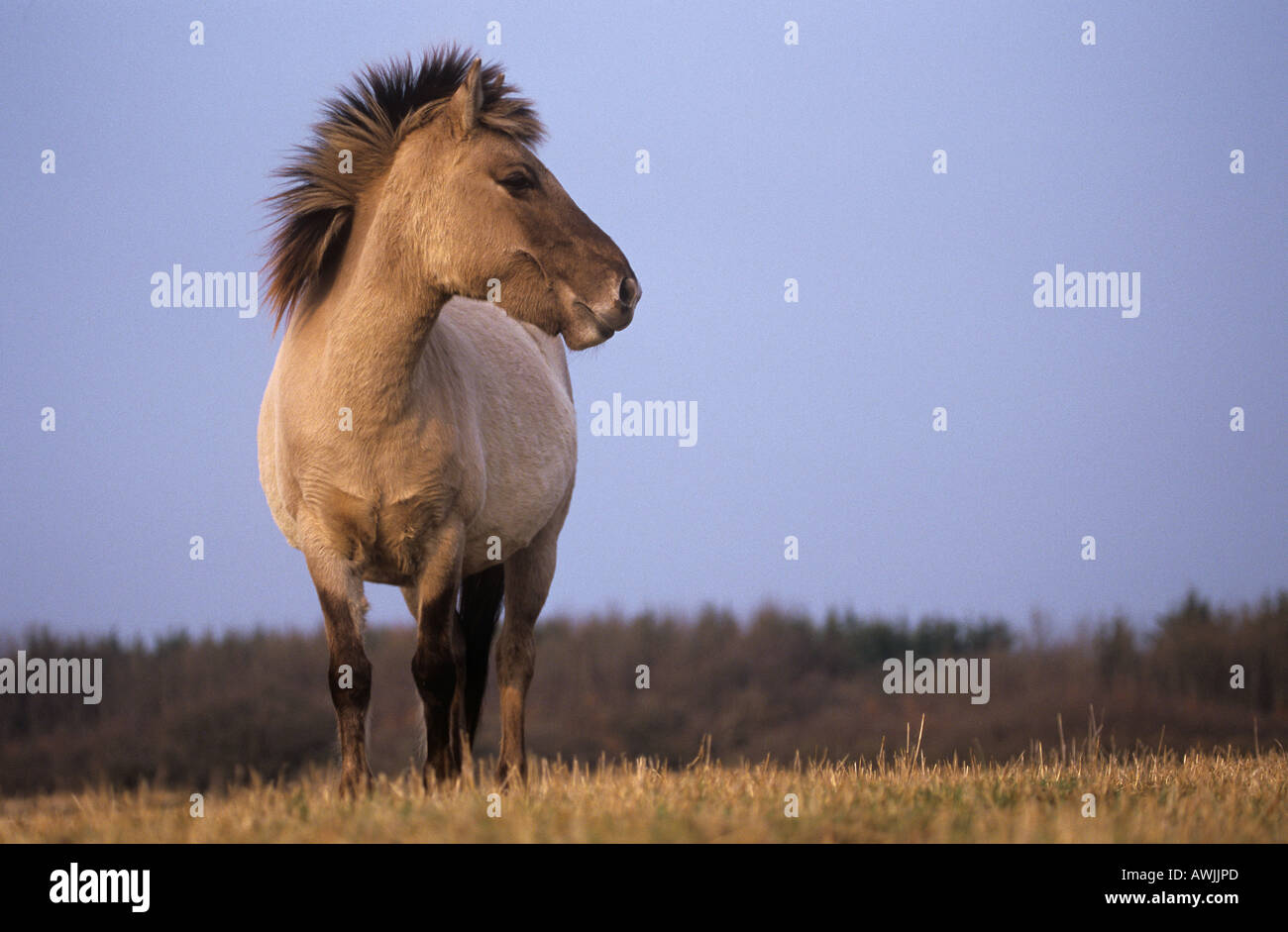tarpan horse - standing Stock Photo - Alamy