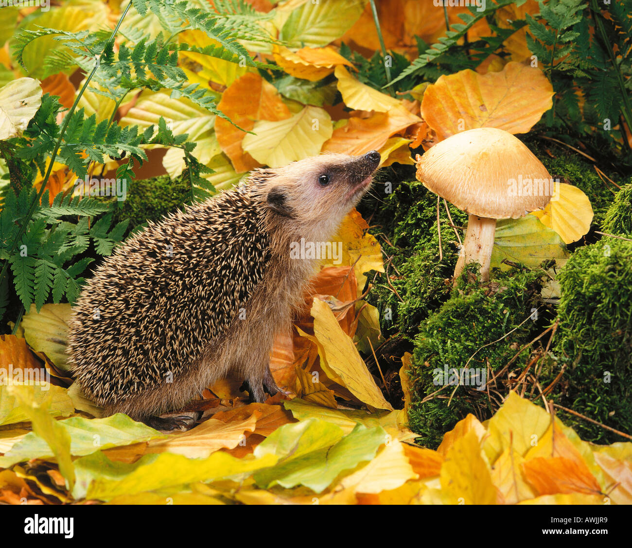 hedgehog sniffing at mushroom Stock Photo - Alamy