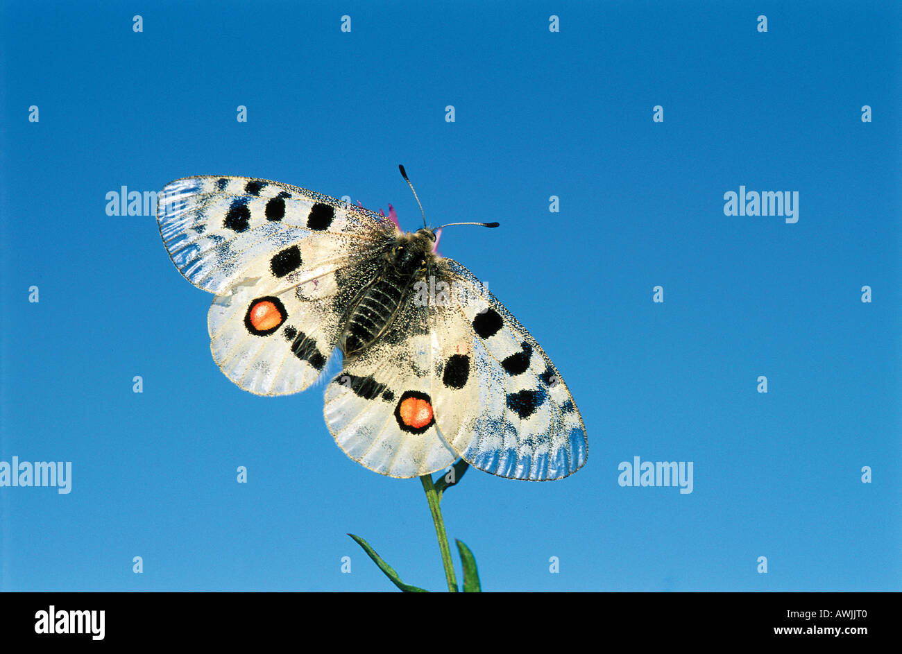 Apollo / Parnassius apollo Stock Photo - Alamy