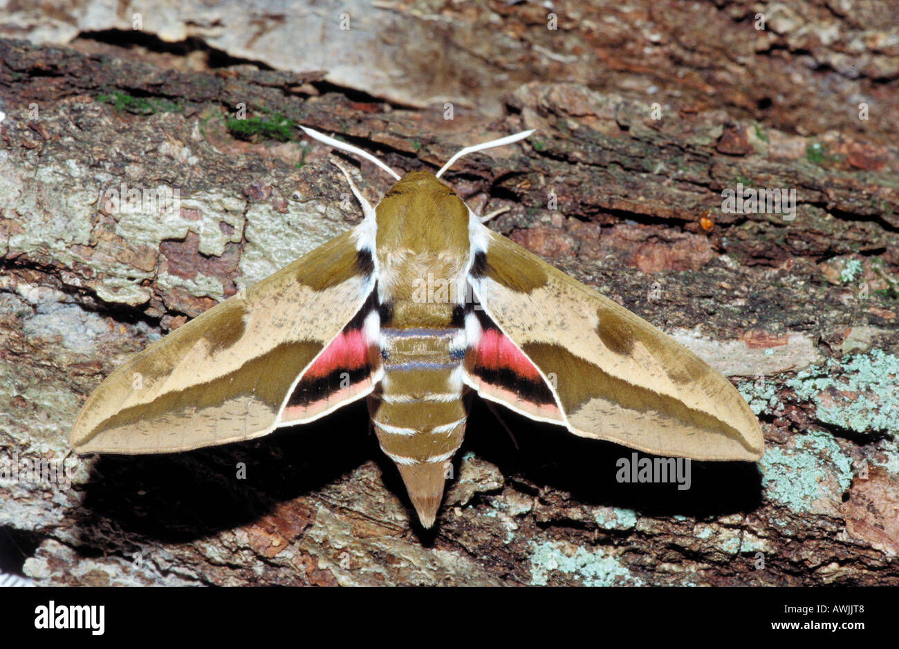 Spurge hawk moths hi-res stock photography and images - Alamy
