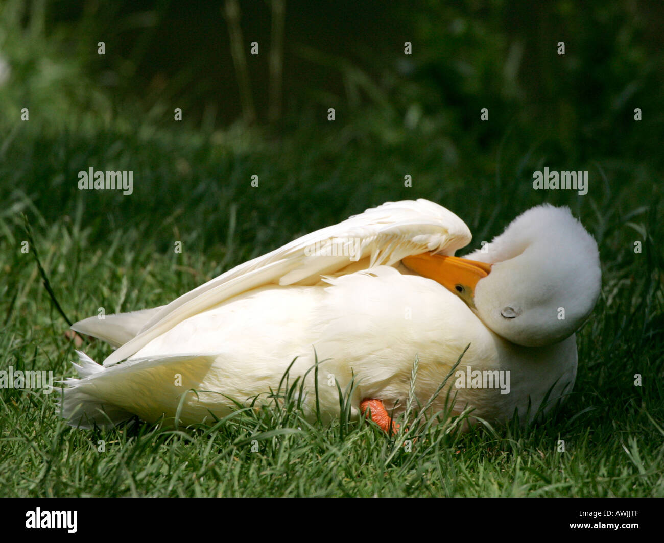 A small white duck preening Stock Photo - Alamy