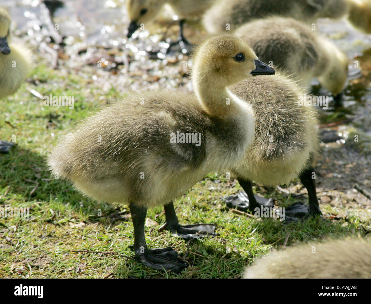 Canada geese ducklings Stock Photo - Alamy