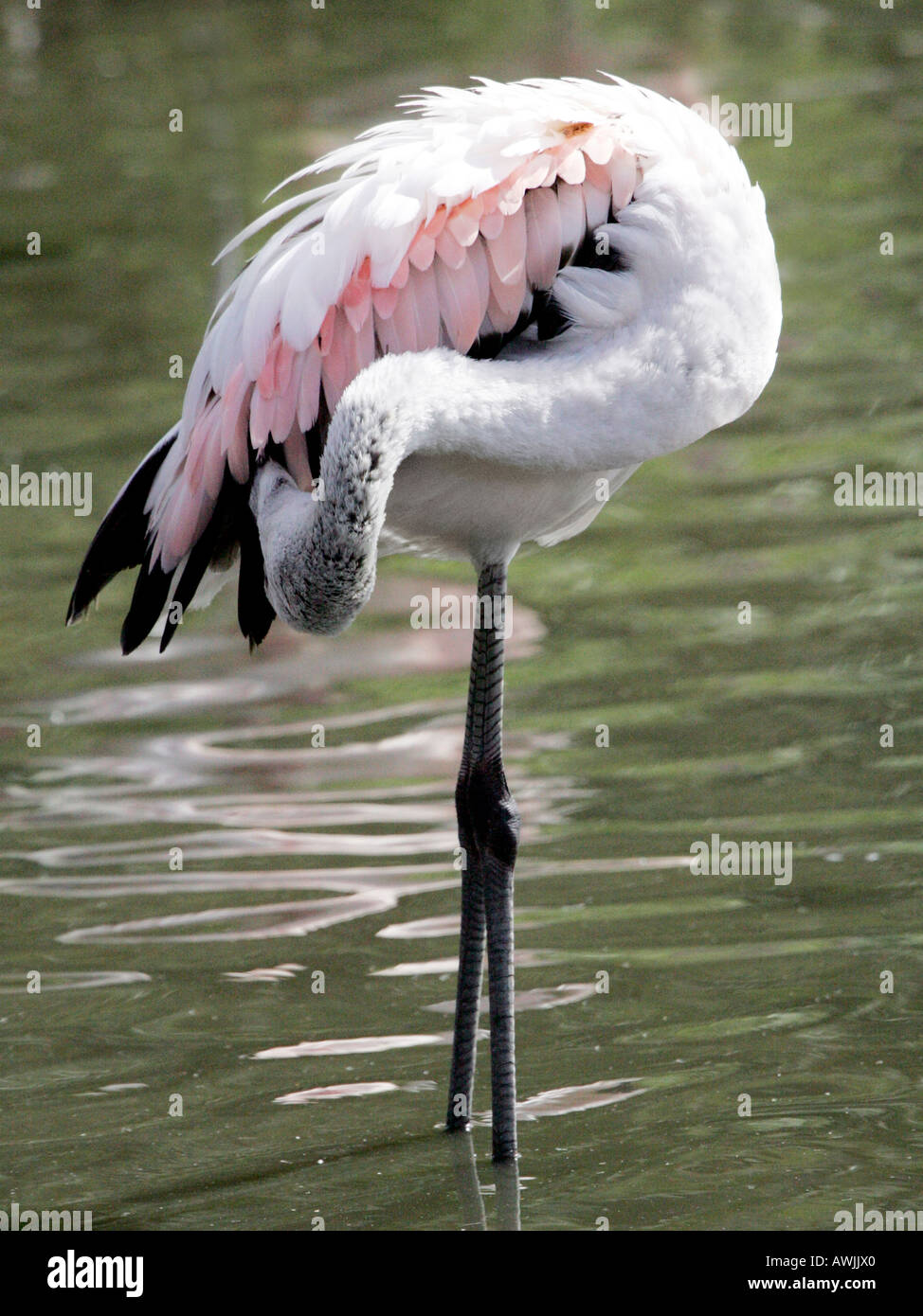 A flamingo having a preen Stock Photo - Alamy