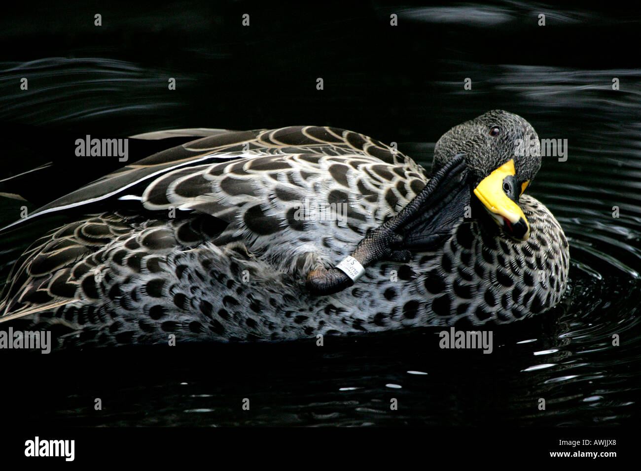 A duck having a scratch Stock Photo - Alamy