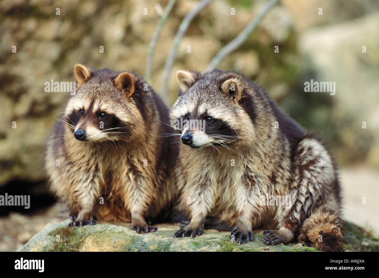 To racoons hi-res stock photography and images - Alamy