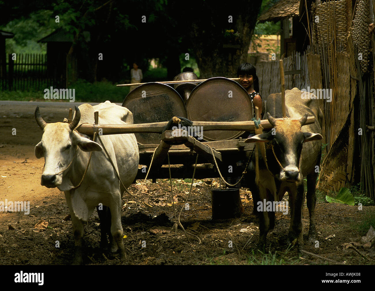 Oxen pulling cart hi-res stock photography and images - Alamy