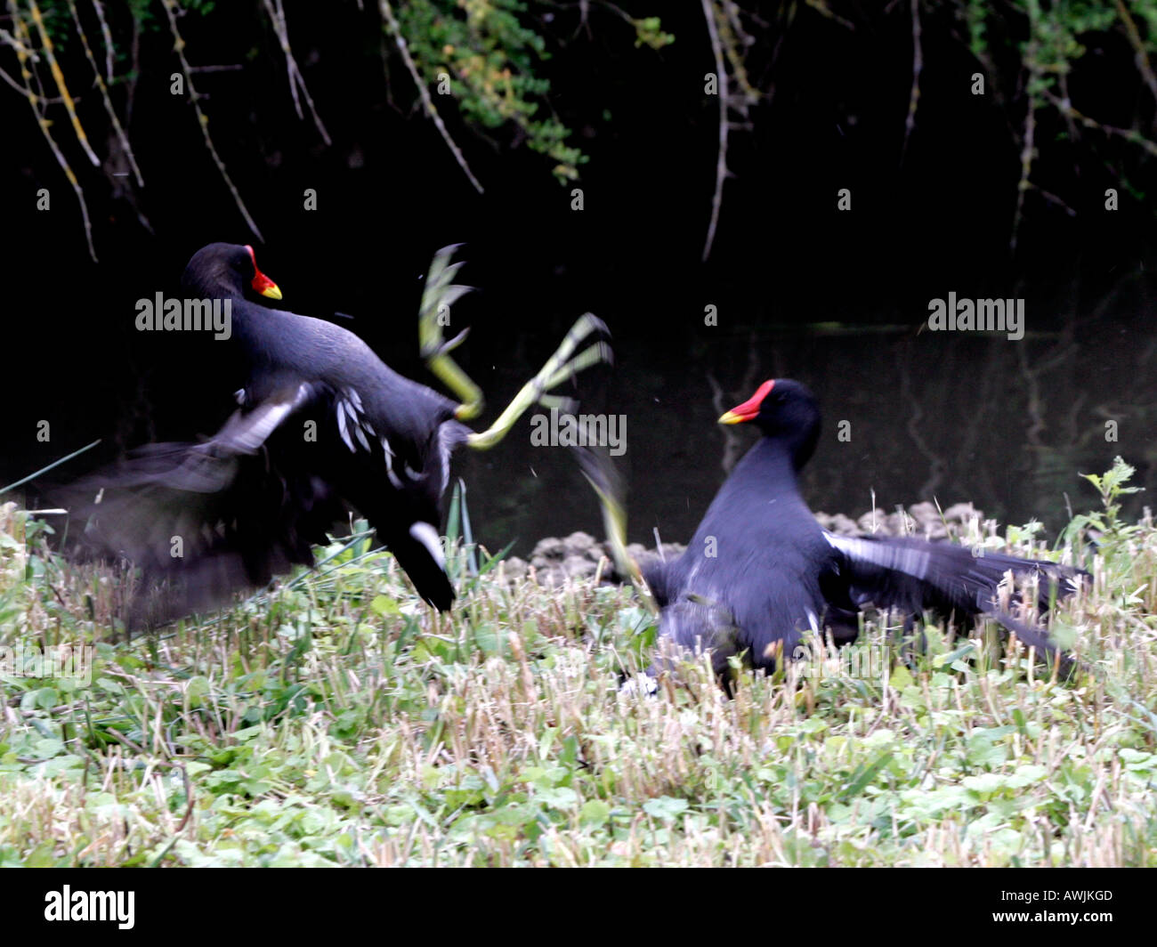 Two coots having a fight Stock Photo - Alamy