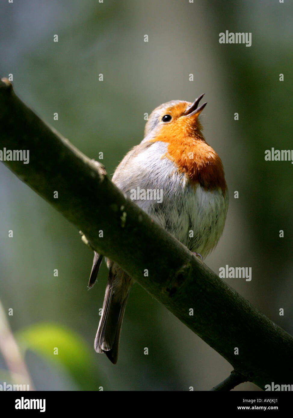 Robin bird sound hi-res stock photography and images - Alamy