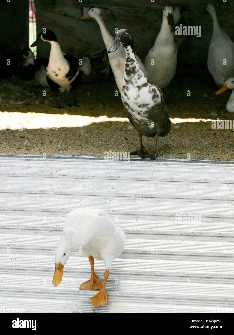 Indian runner ducks in a lorry being transported walking down a ramp ...