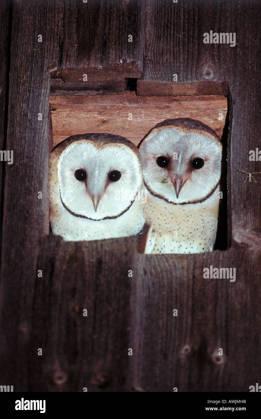 two Barn Owls - looking out of window / Tyto alba Stock Photo - Alamy