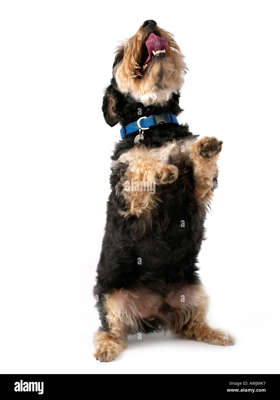 Watching things Cut Out Stock Images & Pictures - Alamy