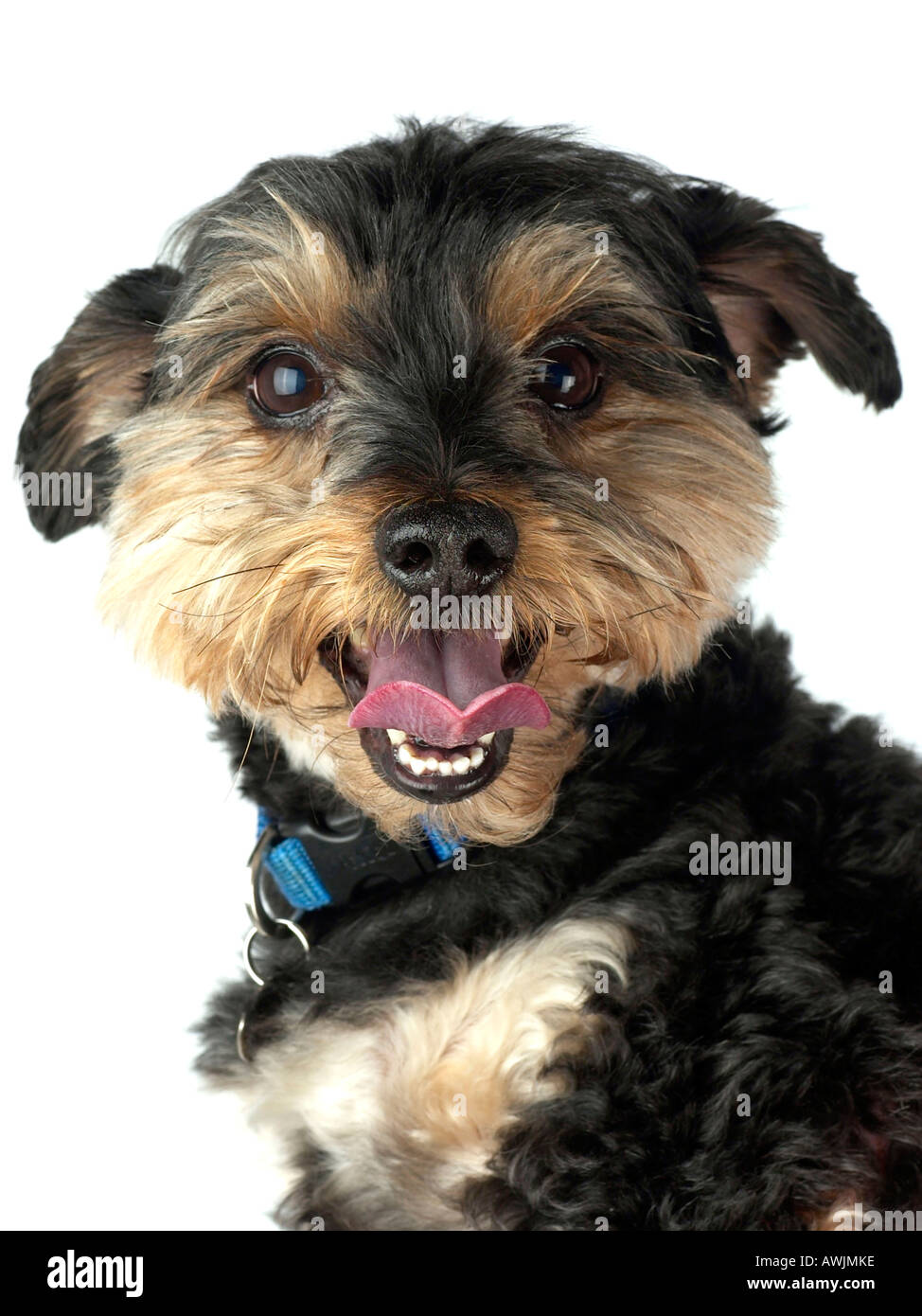 Happy and healthy terrier Stock Photo - Alamy