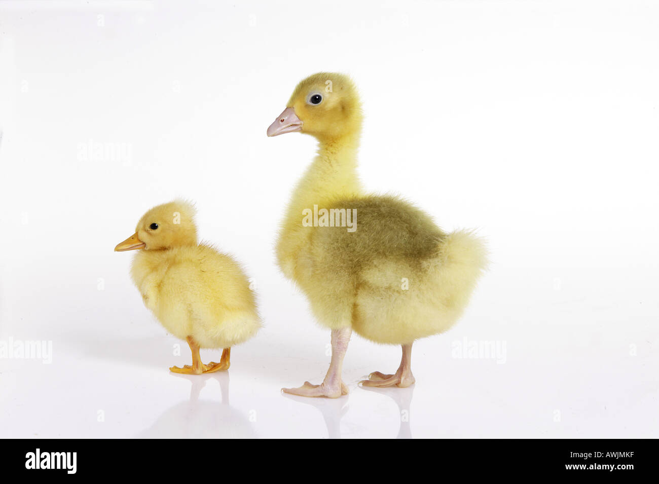 Two Ducks And One Duckling High Resolution Stock Photography and Images ...