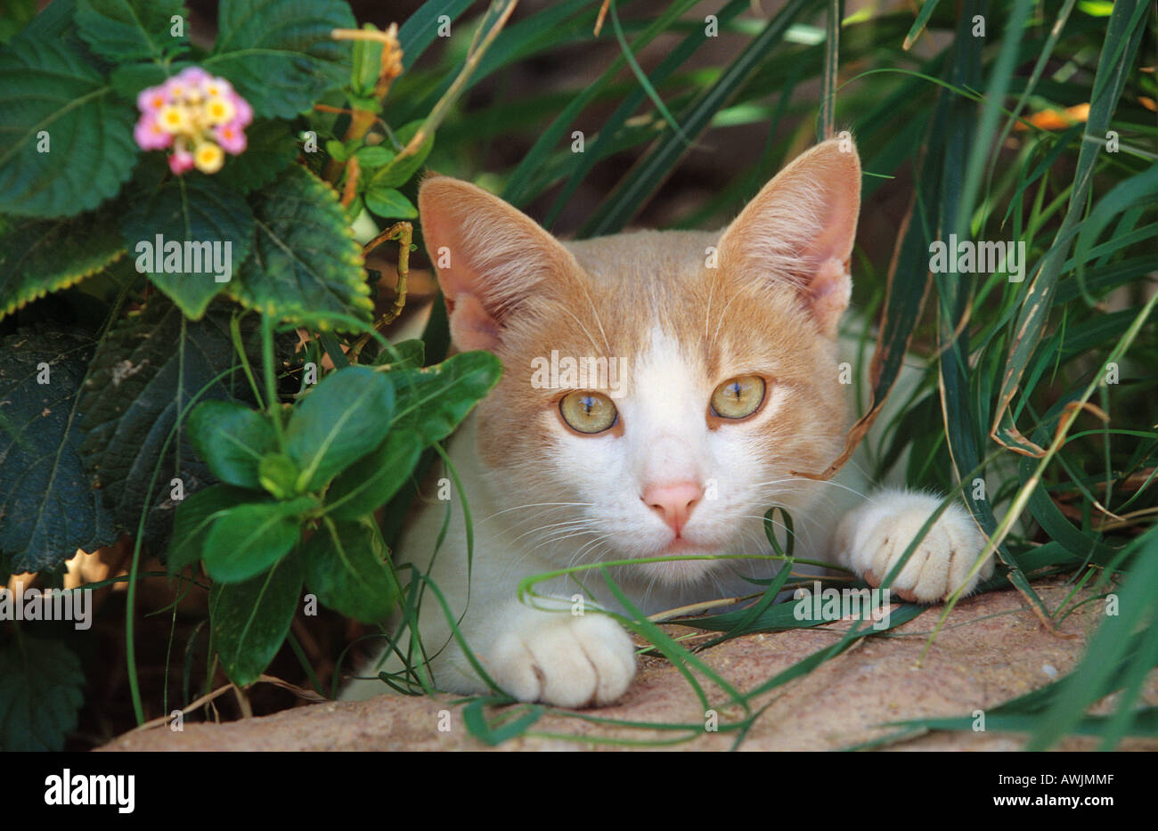 Domestic Cat between plants Stock Photo - Alamy