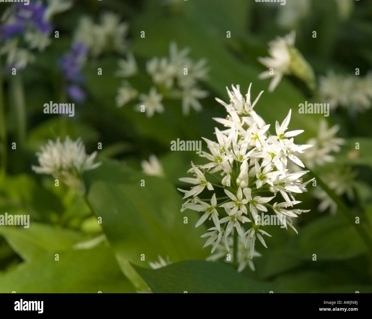 Garlic Flowers, Allium ursinum - Ramsons in Bloom Stock Photo - Alamy