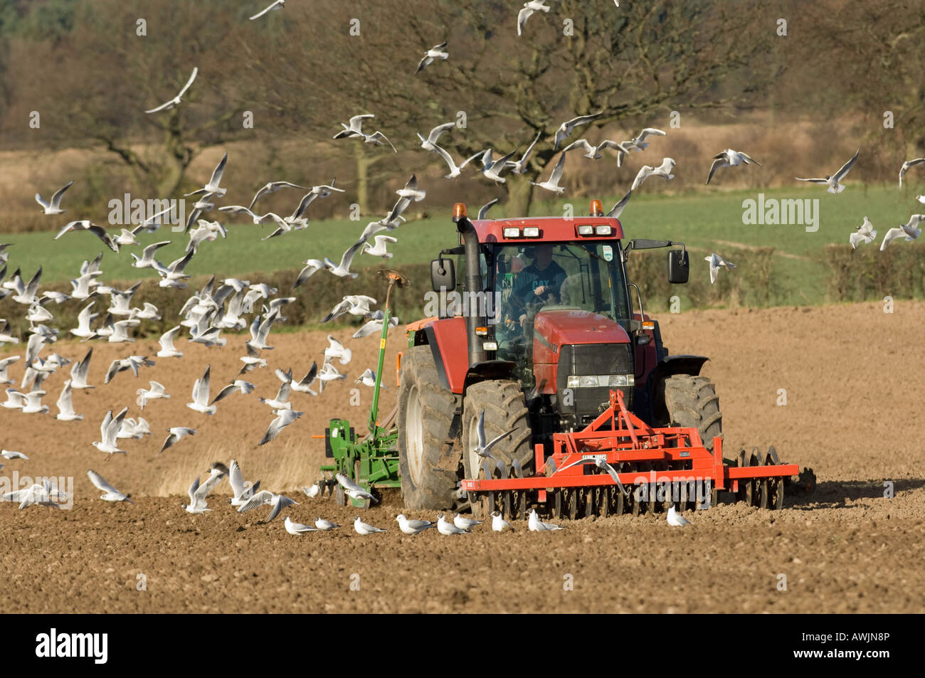 Farmer planting beans with a pneumatic seed drill mounted on a CASE ...
