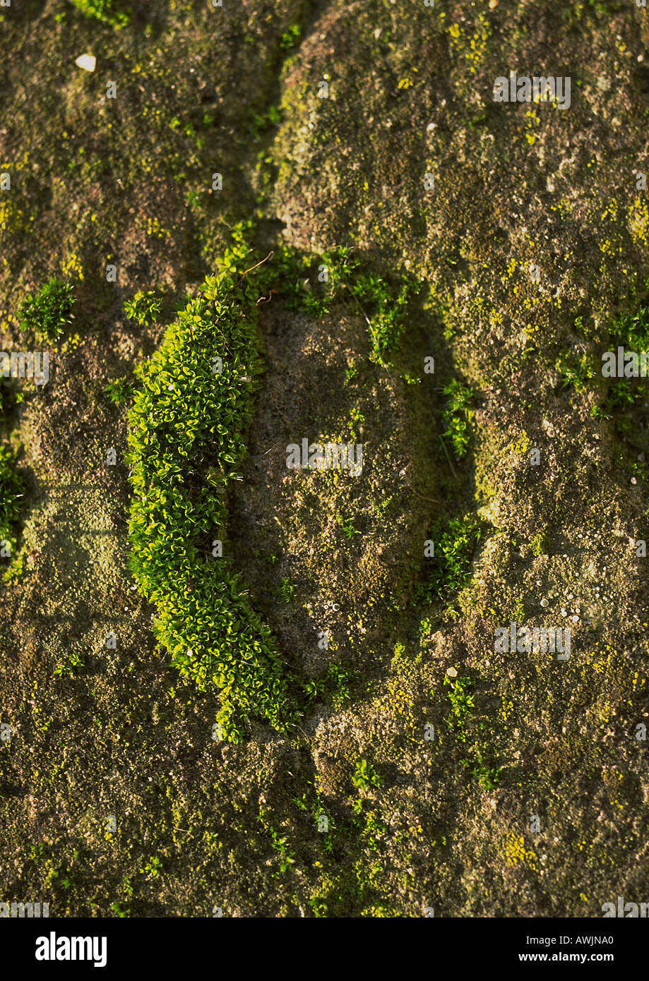 Moss letter hi-res stock photography and images - Alamy