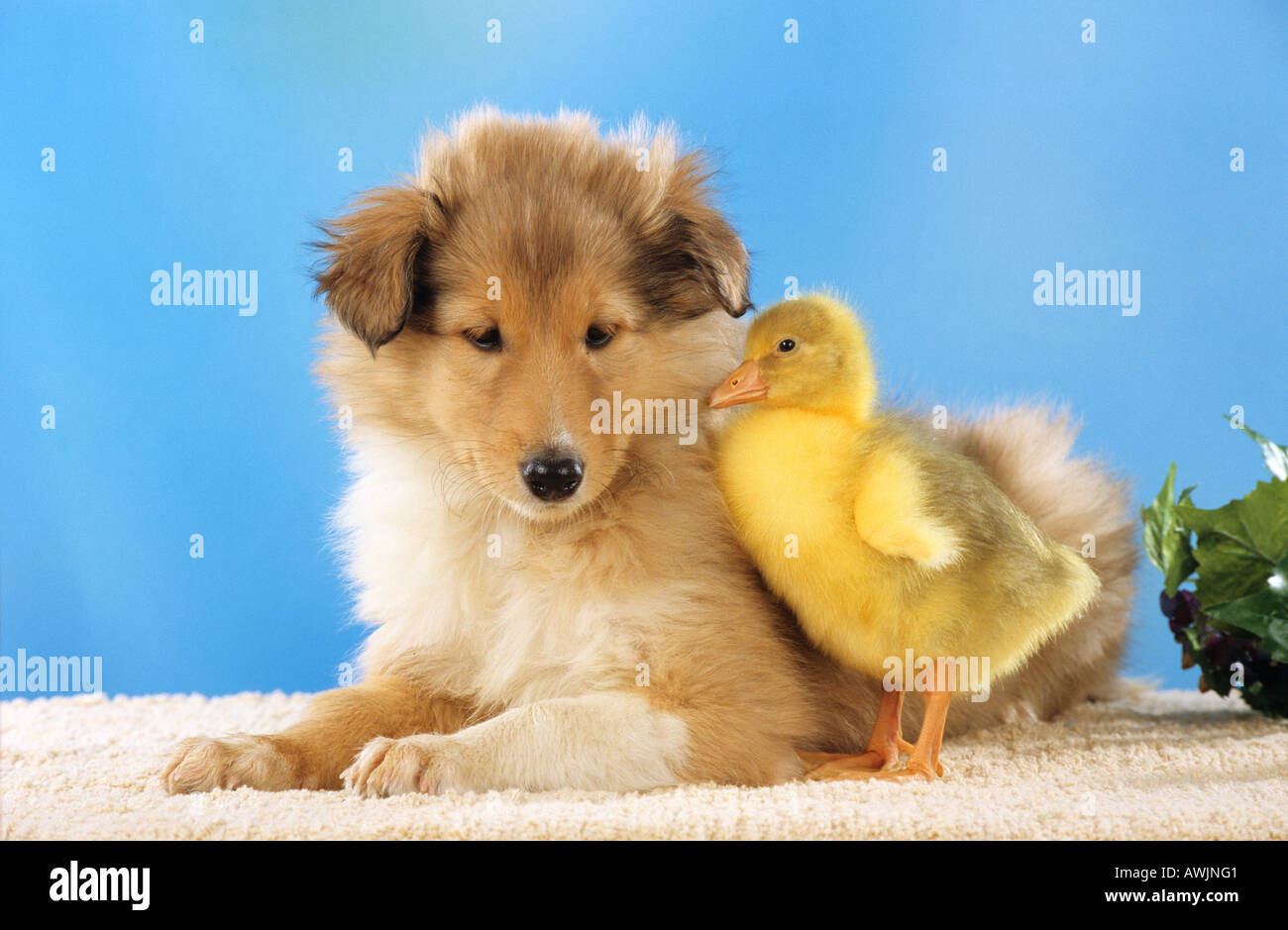 Ducklings Following Dog