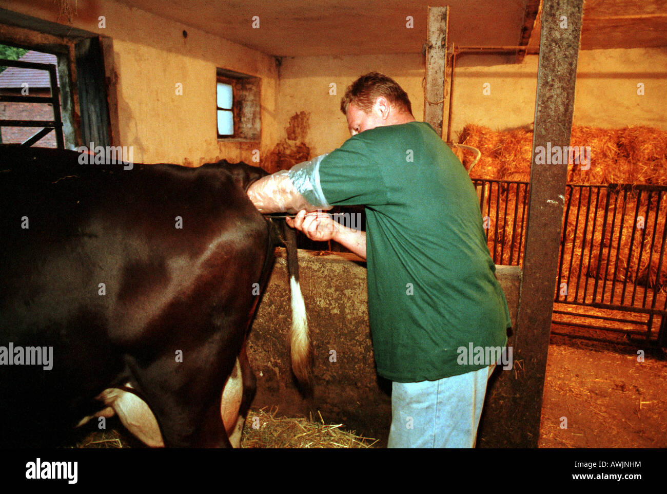 Veterinarian during artificial insemination of a cow, Kotulin, Poland Stock Photo - Alamy