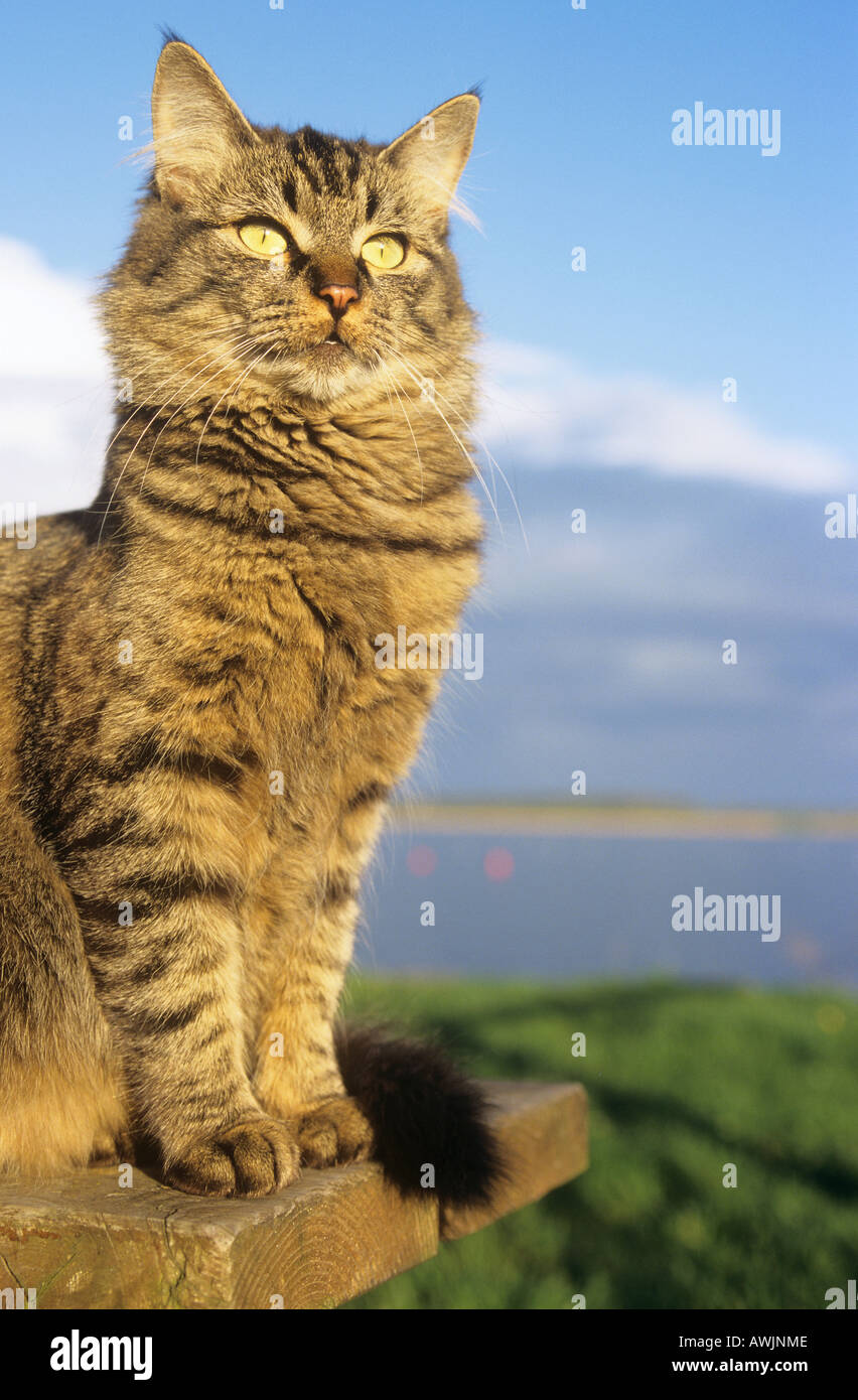 cat - sitting lateral Stock Photo - Alamy