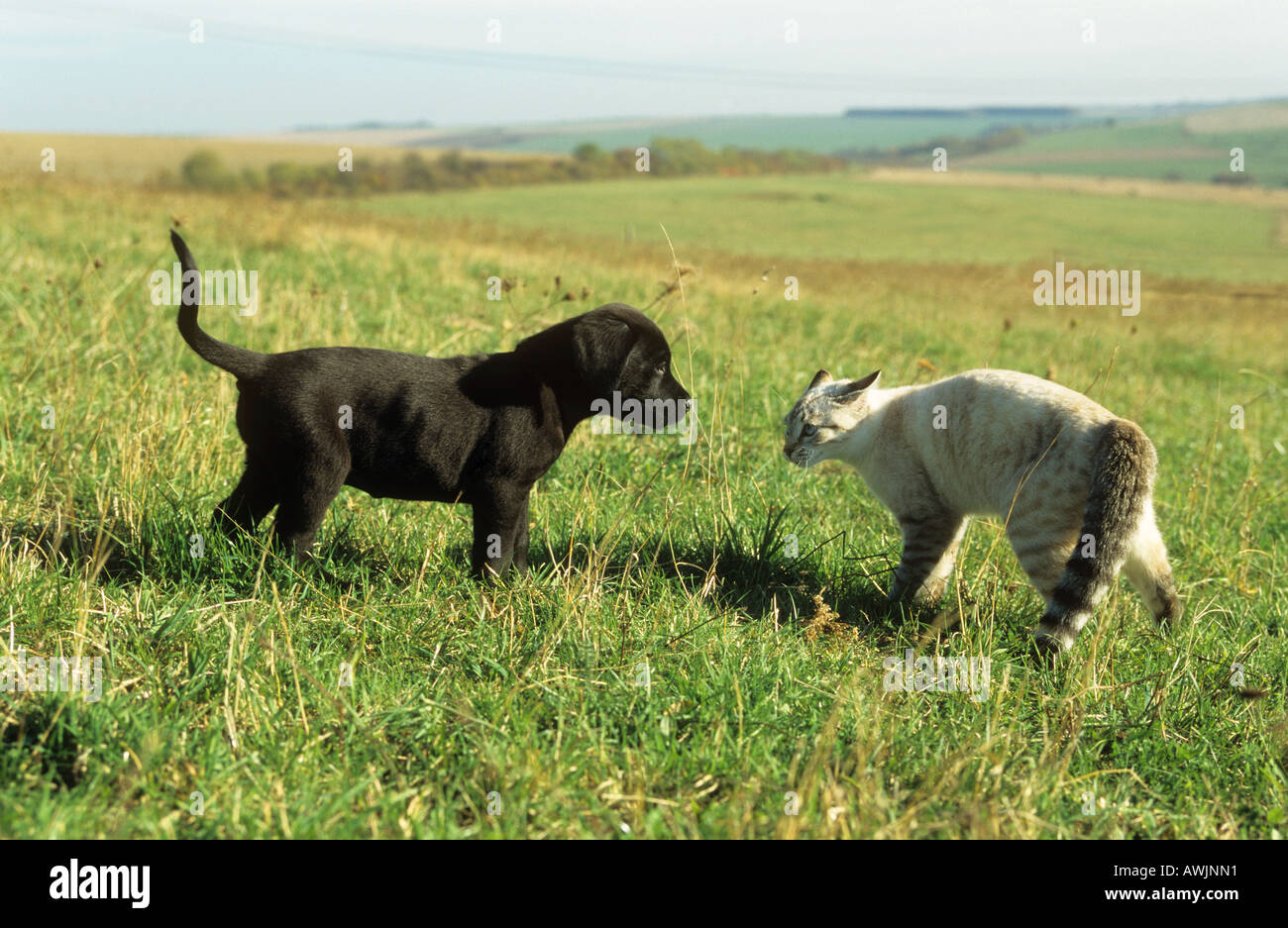 meeting : labrador puppy and cat Stock Photo - Alamy