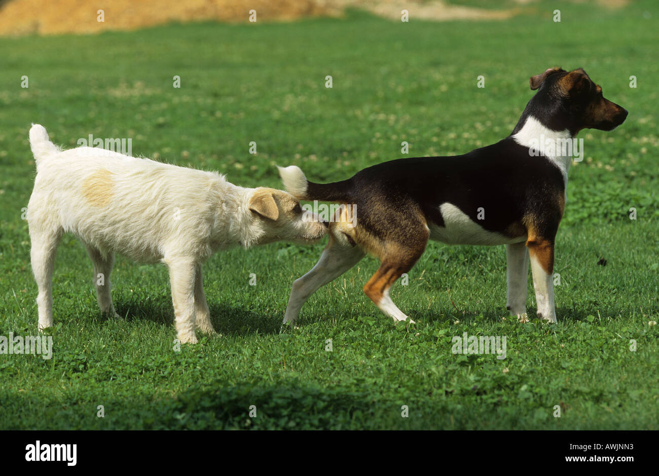 two dogs sniffing at each other Stock Photo - Alamy