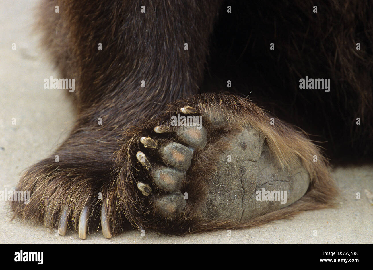 Brown Bear (Ursus arctos), paws Stock Photo - Alamy