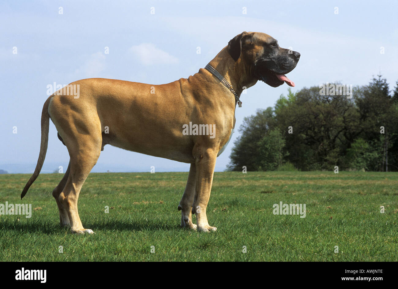German mastiff dog hi-res stock photography and images - Alamy