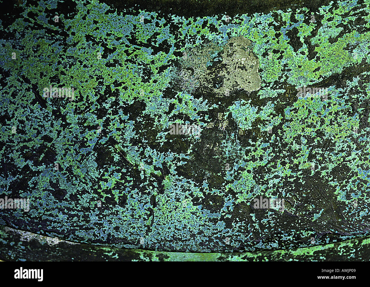 Colored algae on dark wall Stock Photo - Alamy