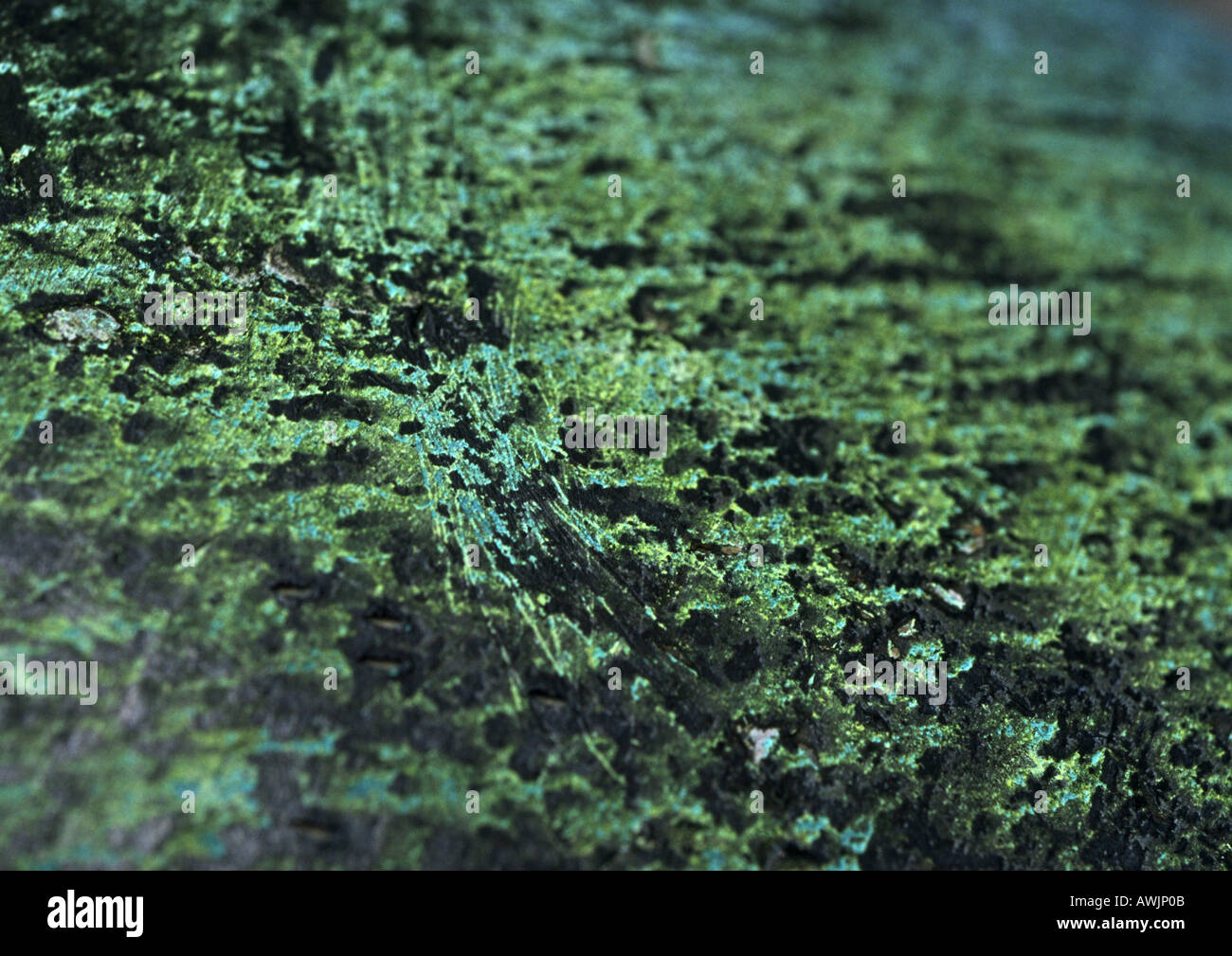 Colored algae on dark wall, close-up Stock Photo - Alamy