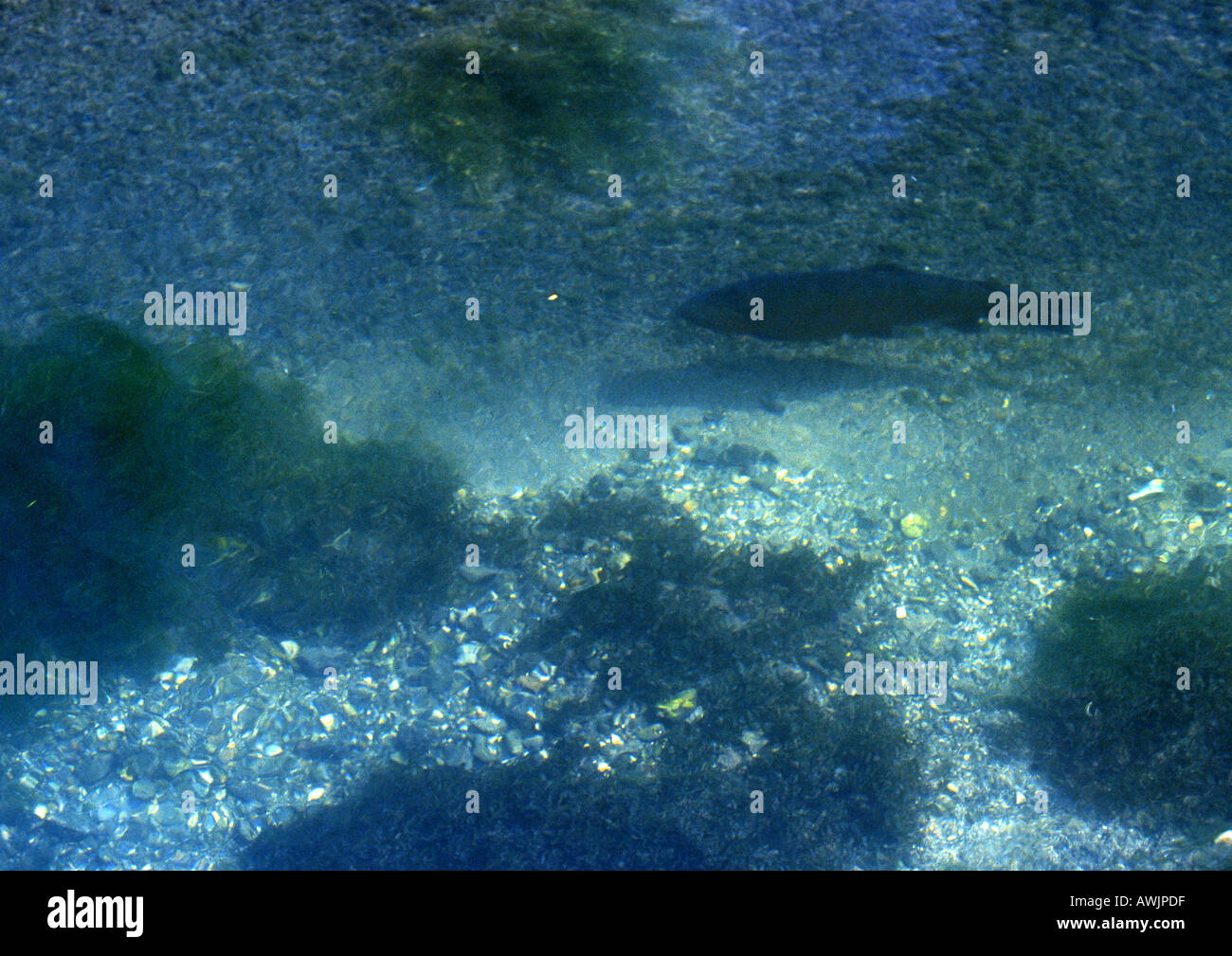 Underwater seaweed images hi-res stock photography and images - Alamy