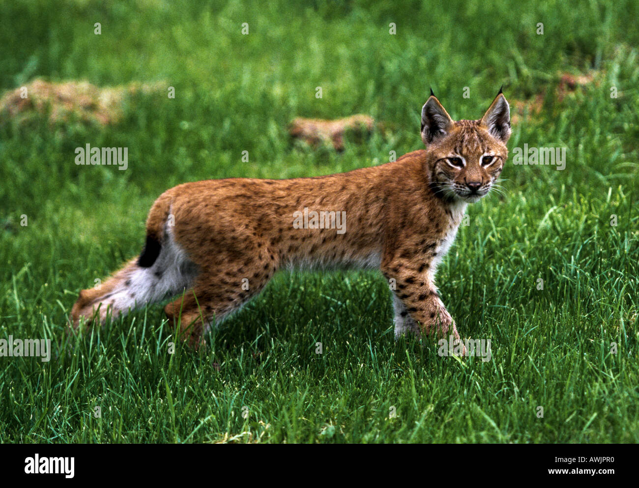 young lynx - standing on meadow Stock Photo - Alamy